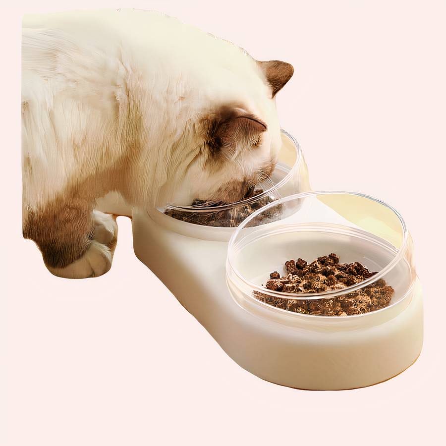 Bol chat - Chatounette