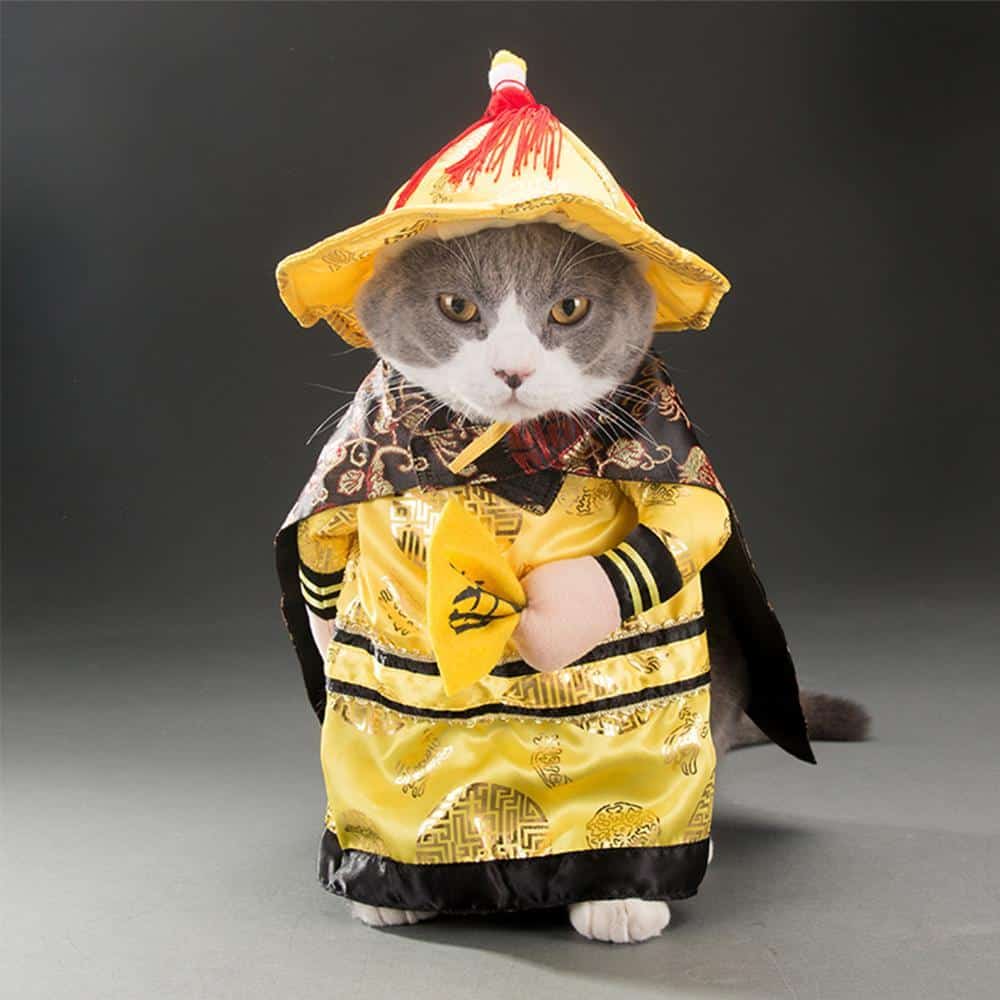 Déguisement cosplay Halloween pour chat - Chatounette