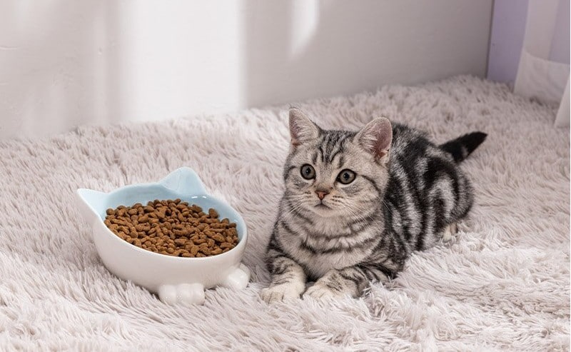 Bol chat - Chatounette