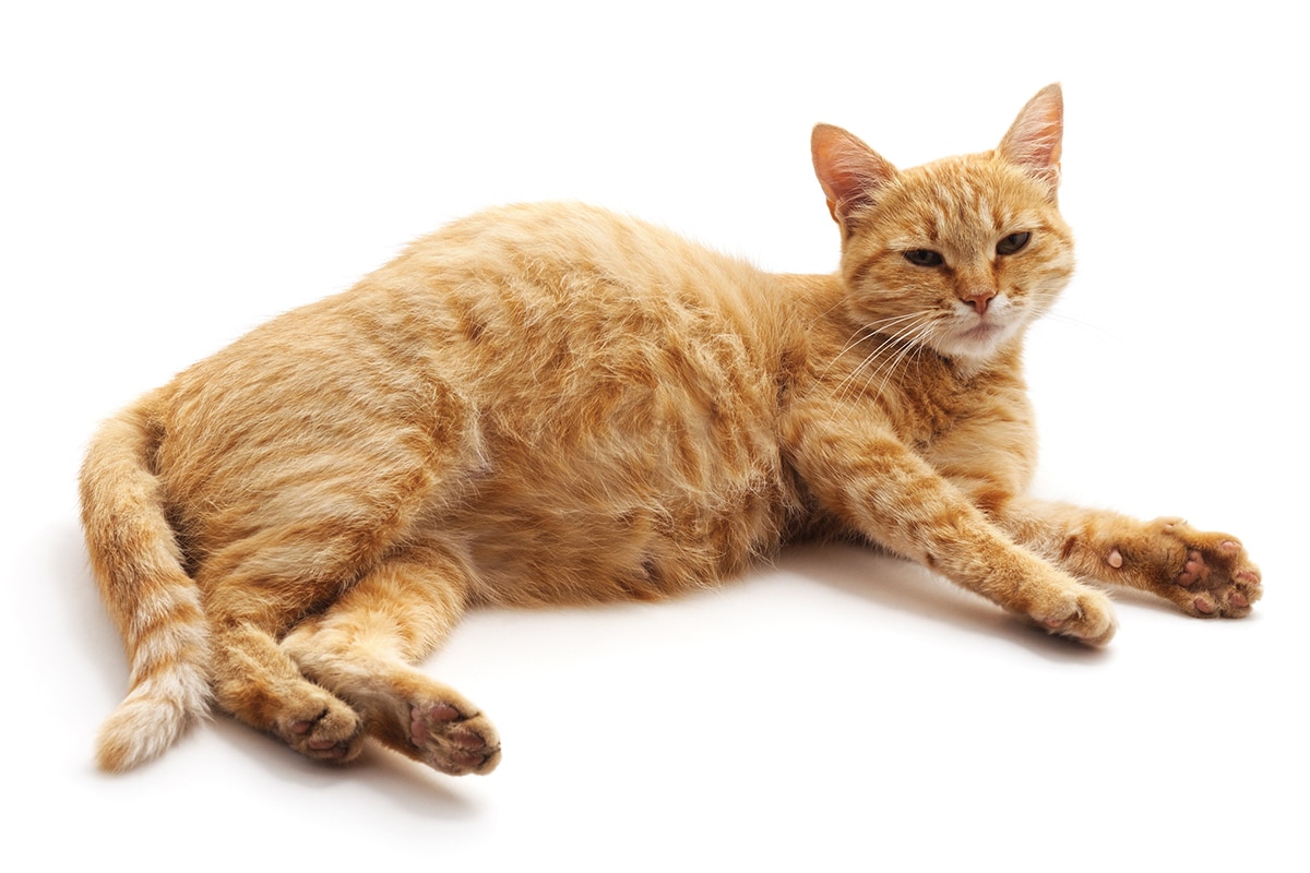 Les Secrets du Cycle de Reproduction du Chat - Chatounette