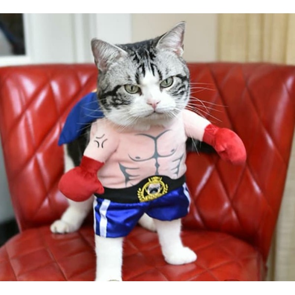 Costumes de boxeur pour chat - Chatounette